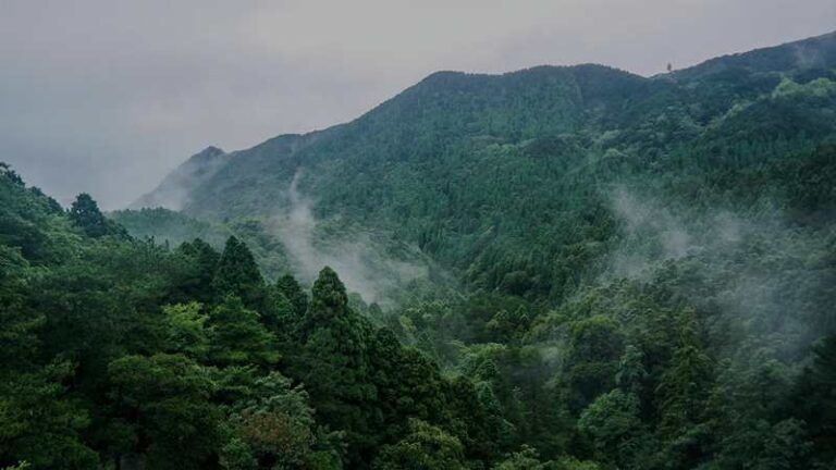 How to Make Toilet Paper From Wood: Sustainable Guide